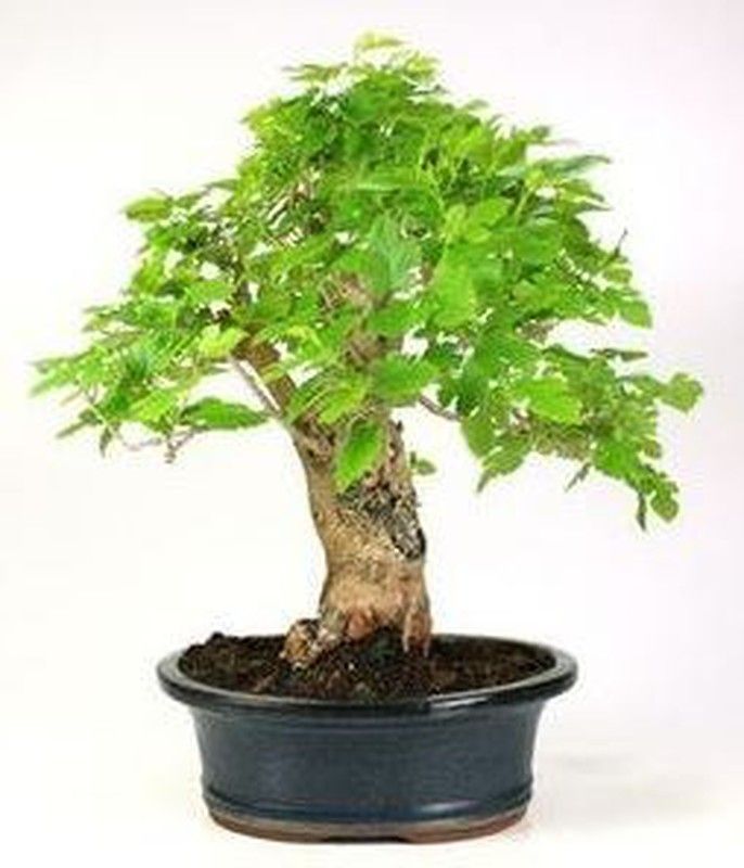 Bonsai Mulberry Morus — lajardineriecreative