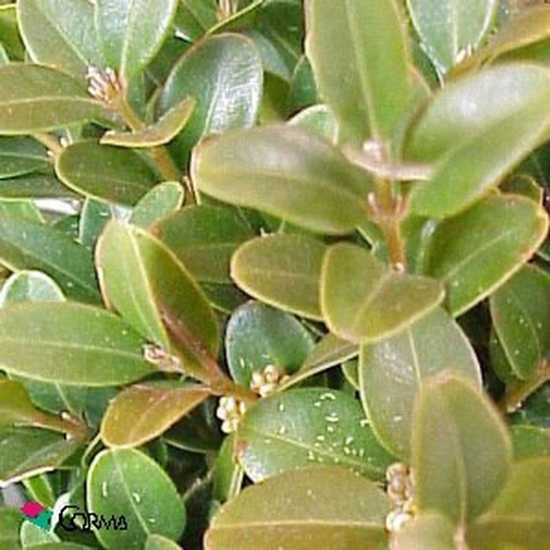Buxus sempervirens 'suffruticosa' — jardineriadelvalles