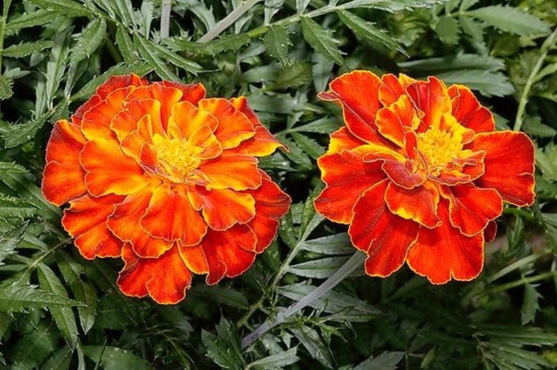 Clavel de moro - Tagete patula — jardineriadelvalles