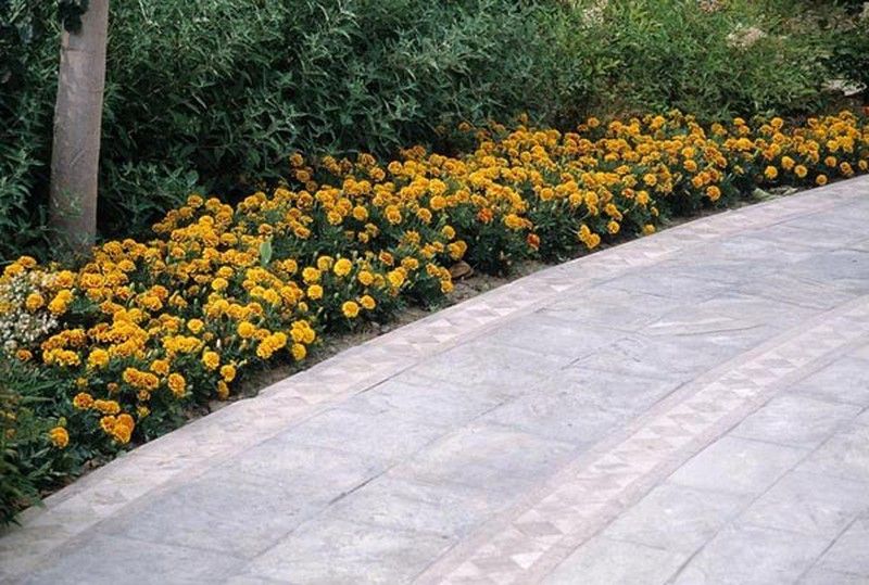 Clavel de moro - Tagete patula — jardineriadelvalles