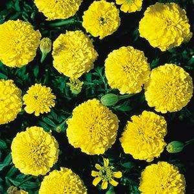 Clavel de moro - Tagete patula — jardineriadelvalles