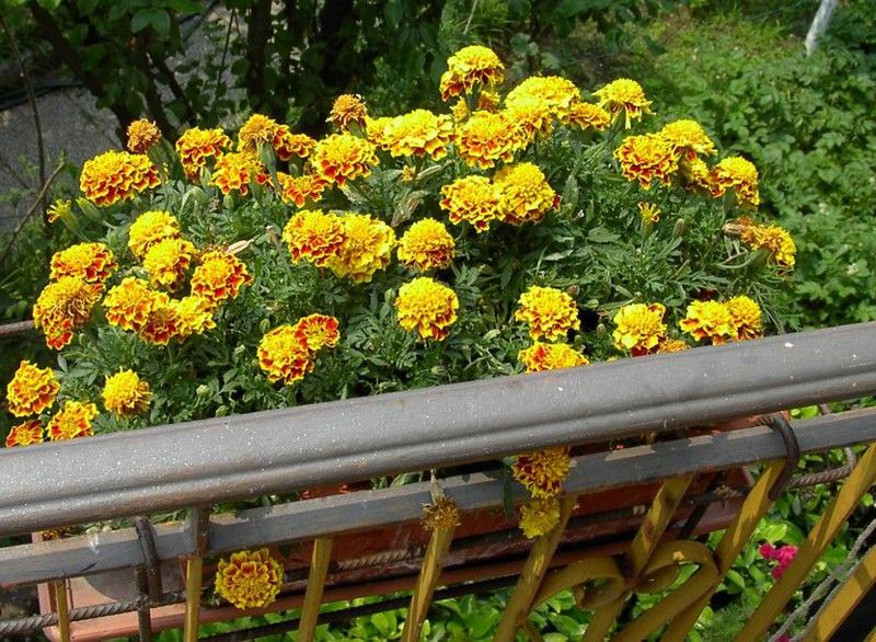 Clavel de moro - Tagete patula — jardineriadelvalles