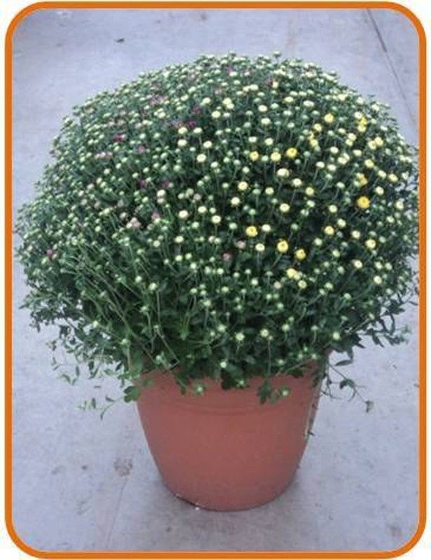 Dendranthema x grandiflorum Chrysanthemum — jardineriadelvalles