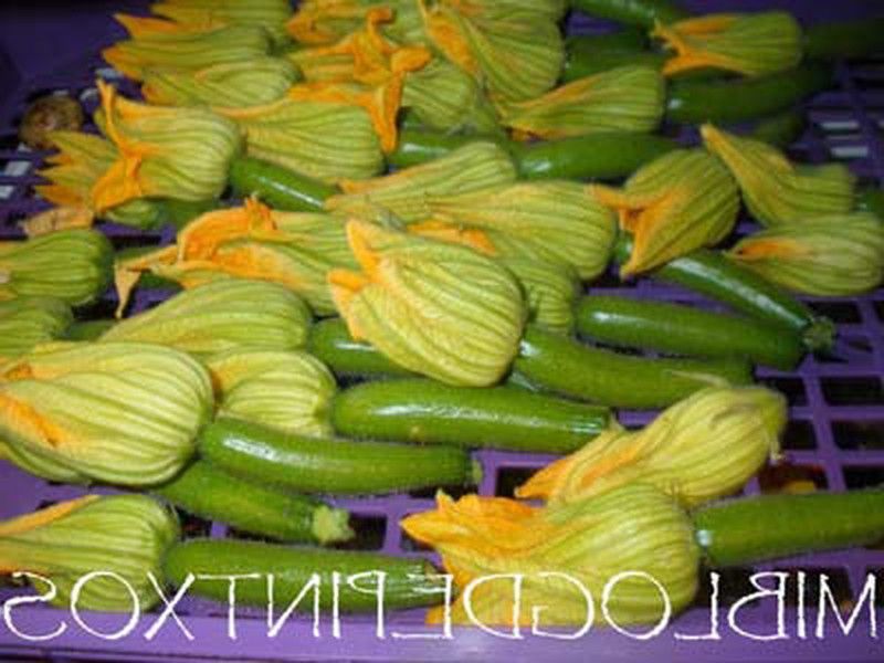 Fleur de zucchini fruits comestibles — lajardineriecreative