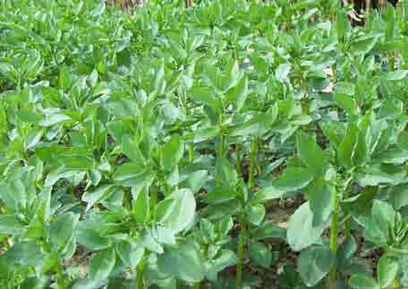 Haba — jardineriadelvalles