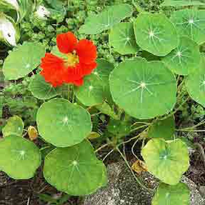 Capucine feuilles — lajardineriecreative