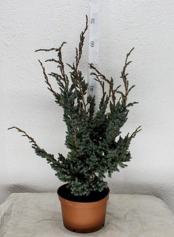 Juniperus — jardineriadelvalles