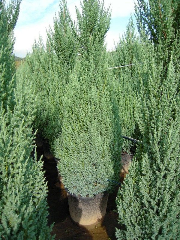Juniperus — jardineriadelvalles