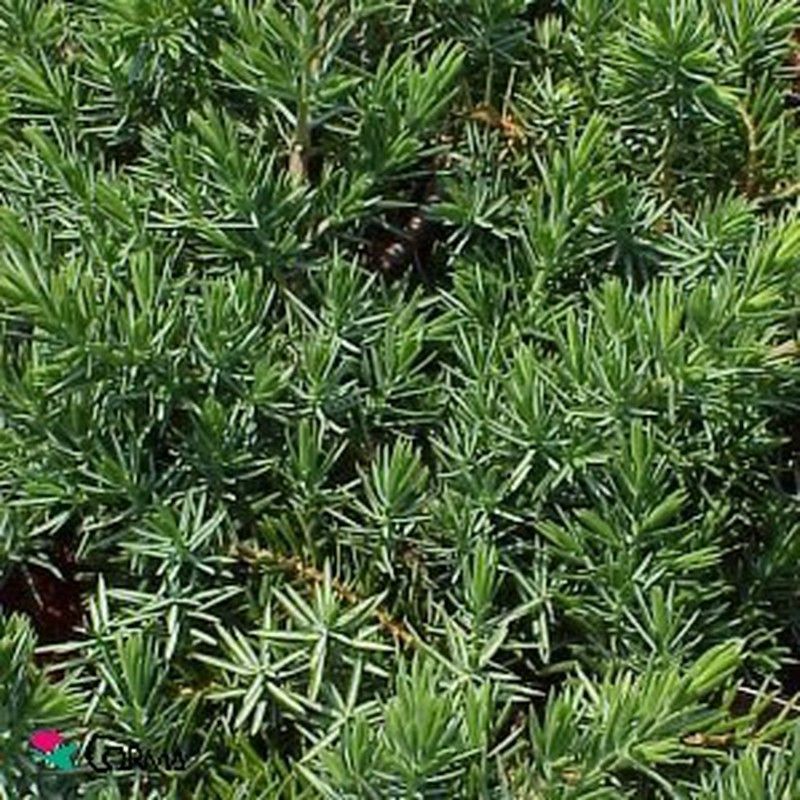 Juniperus conferta 'blue pacific' — jardineriadelvalles