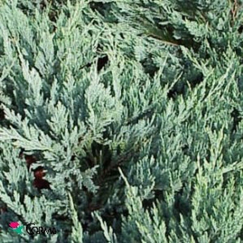 Juniperus horizontalis 'blue chip' — jardineriadelvalles