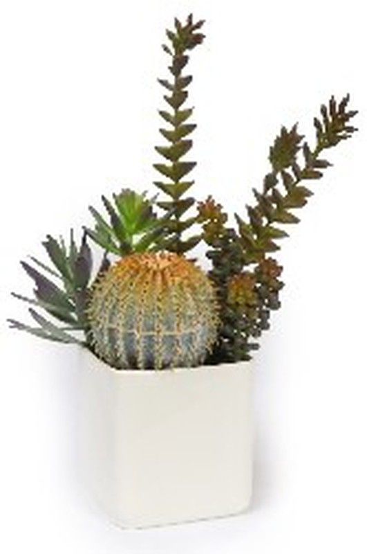 maceta cactus variados — jardineriadelvalles