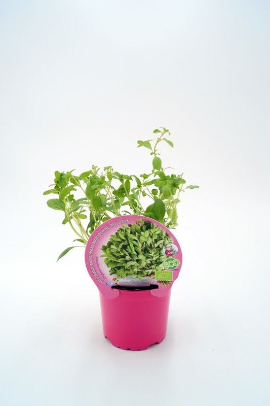 Plante aromatique bio Marjolaine — lajardineriecreative