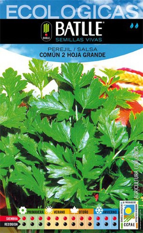 Perejil salsa gigante de Italia ECOLÃ“GICO — jardineriadelvalles