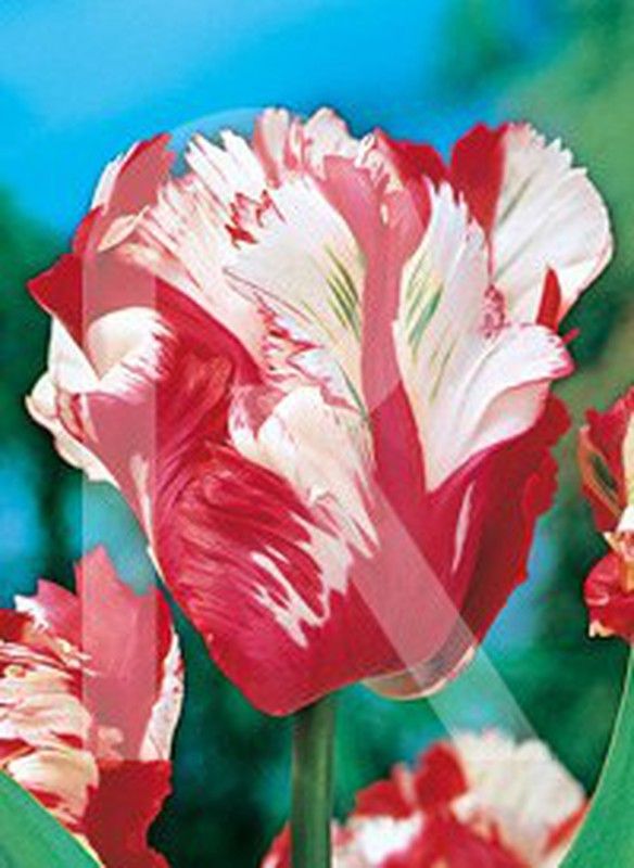 Tulip papagaio estella rijnveld — jardineriadelvalles.com