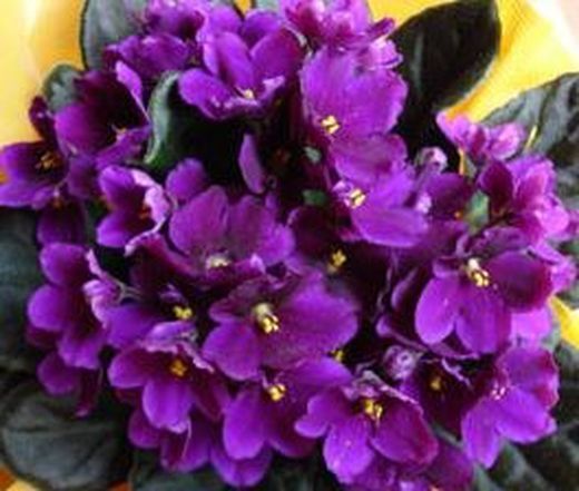 Violeta lila 20 un. — jardineriadelvalles